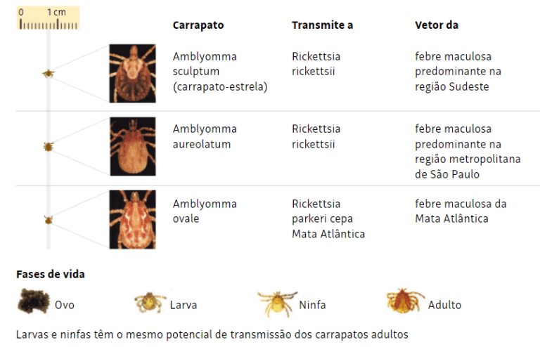 Febre maculosa: um alerta à saúde pública brasileira - Blackbook